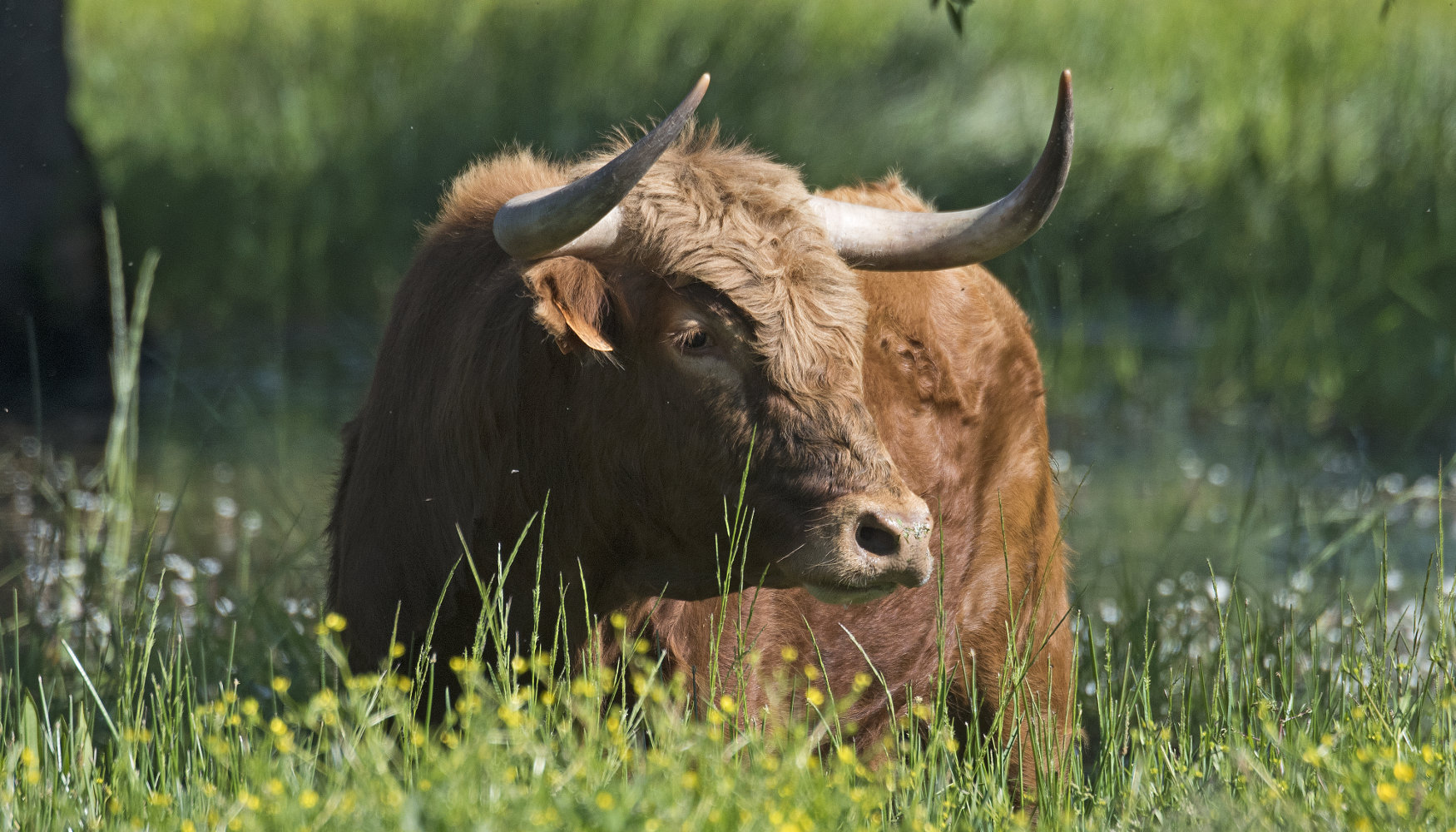 Toro de lidia - Real Unión de Criadores de Toros de Lidia
