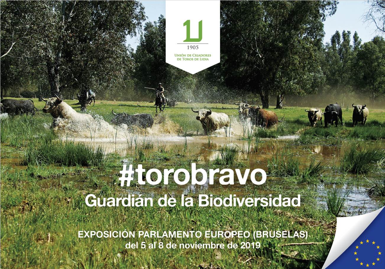 La Unión De Criadores Presenta En El Parlamento Europeo Toro Bravo